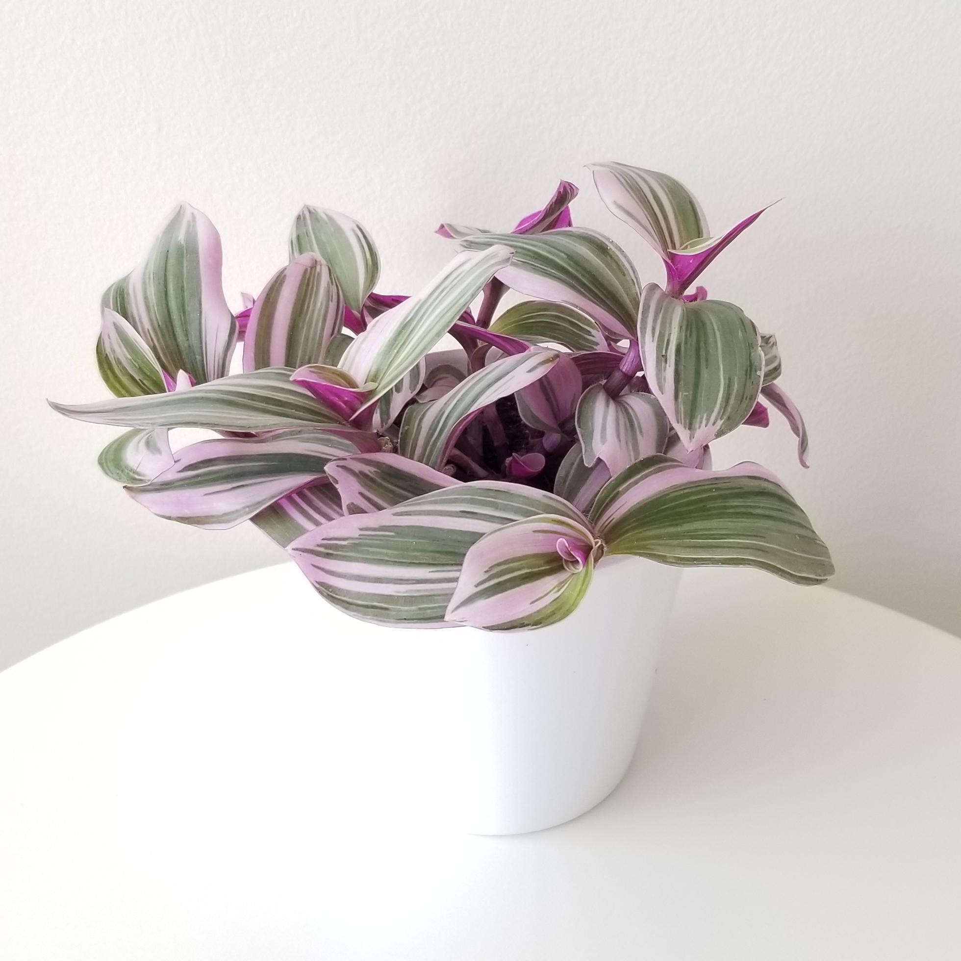 Tradescantia Nanouk - ODEL PLANTS
